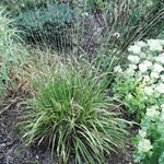 Kurt Bluemel, Inc. - Baldwin, MD