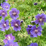 Kurt Bluemel, Inc. - Baldwin, MD