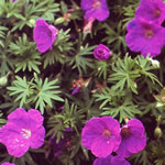 Kurt Bluemel, Inc. - Baldwin, MD